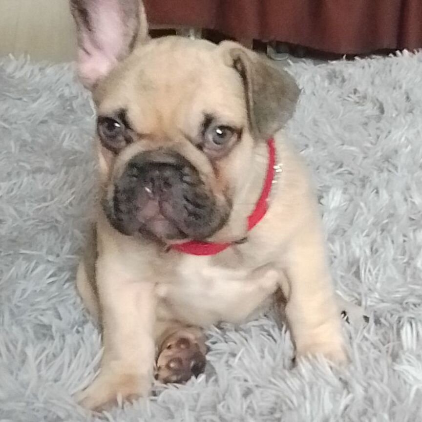 Французский бульдог, щенок