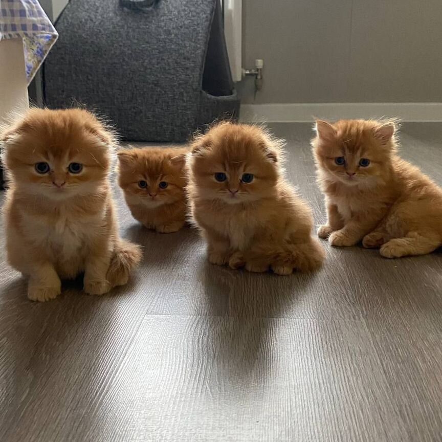 Шотландские котята