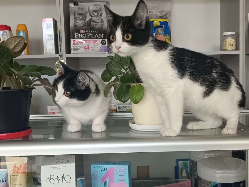 Кошки сестренки