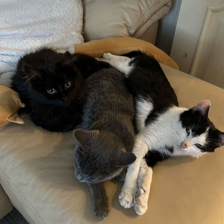 Котята в добрые руки