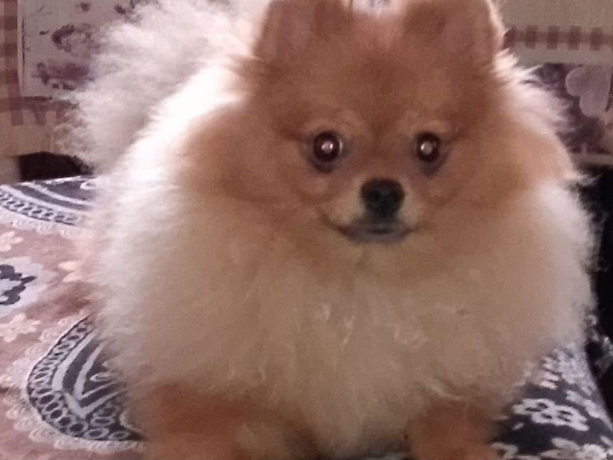 Шпиц подросток