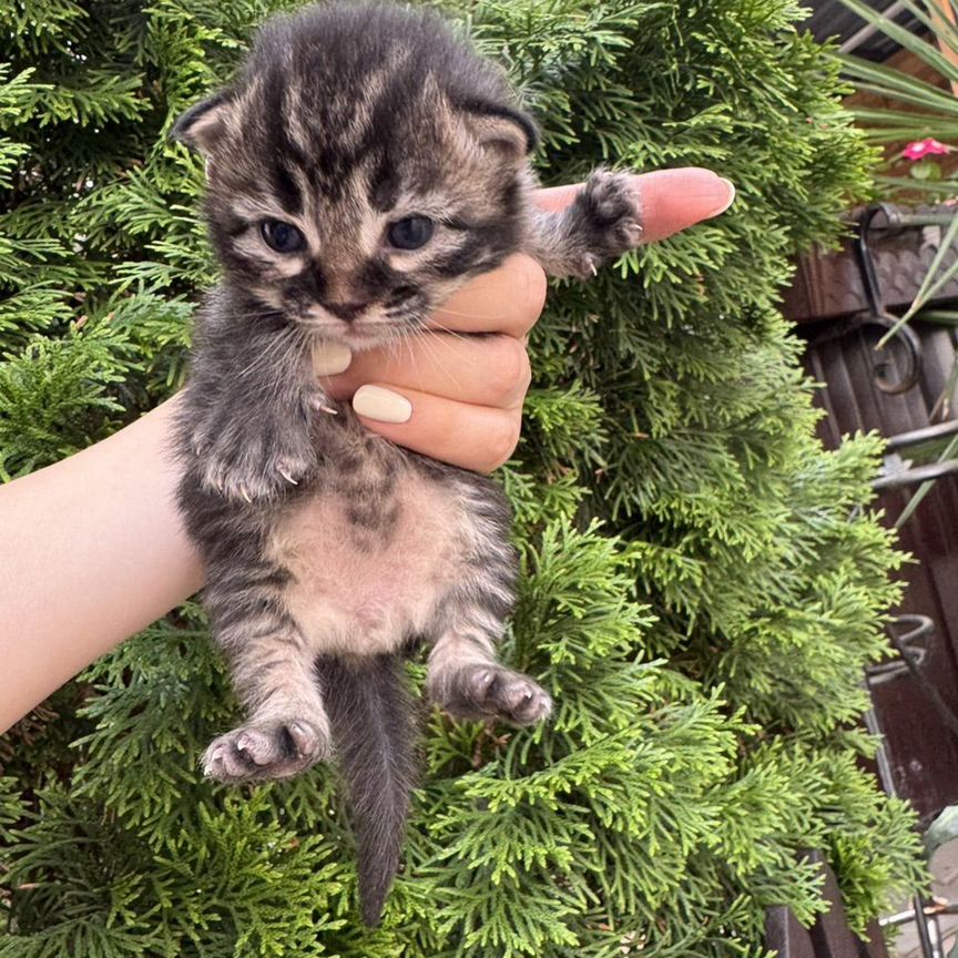 Котята в самые добрые руки