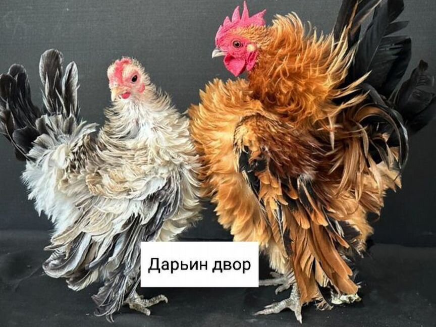 Малазийская Серама