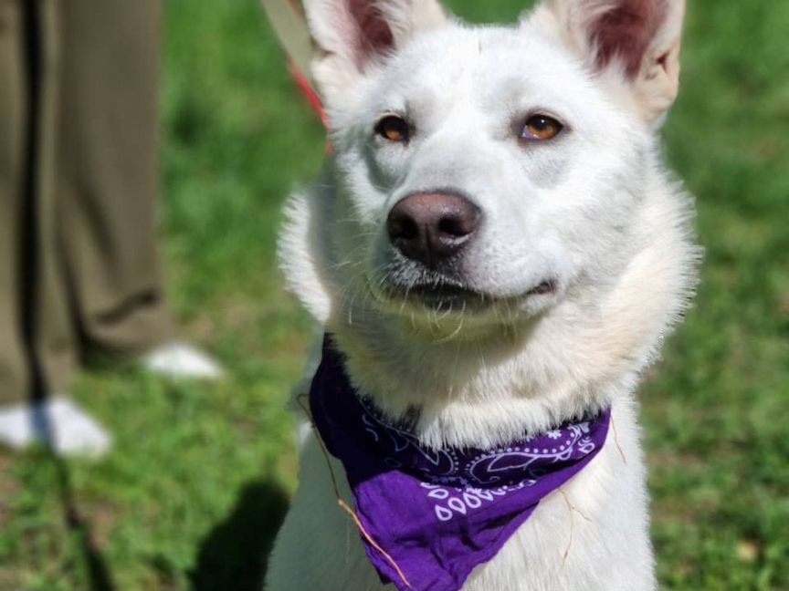 Белоснежная Супра из приюта Некрасовка