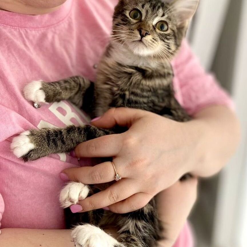 Котенок девочка в добрые руки