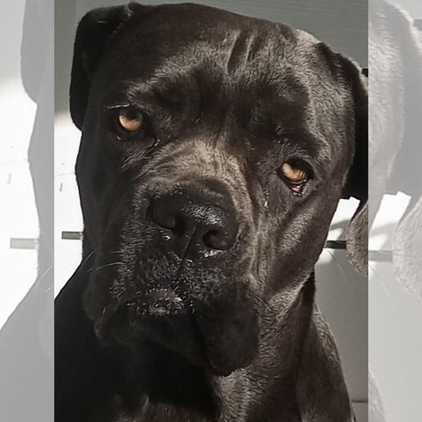 Кане корсо в добрые руки