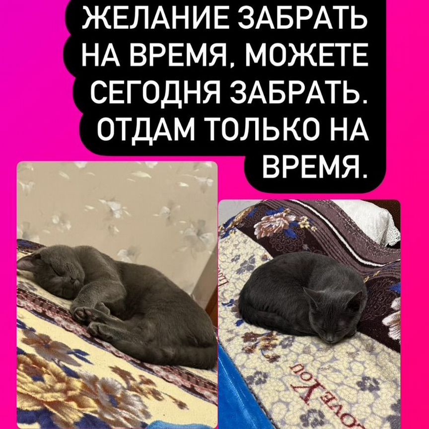 Симба