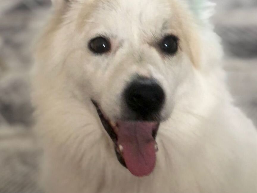 Маленькая собачка в добрые руки