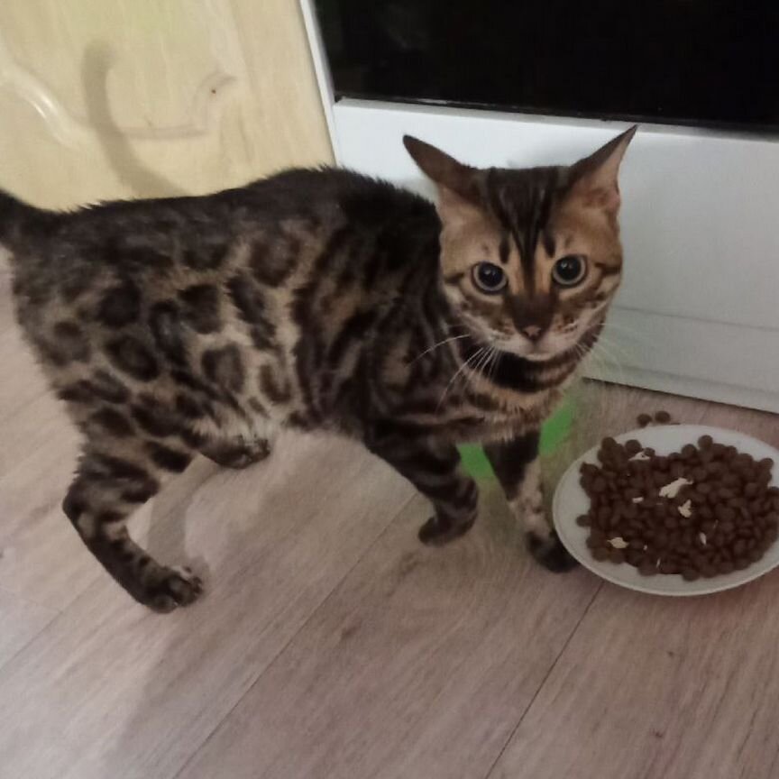 Британский короткошёрстный котёнок