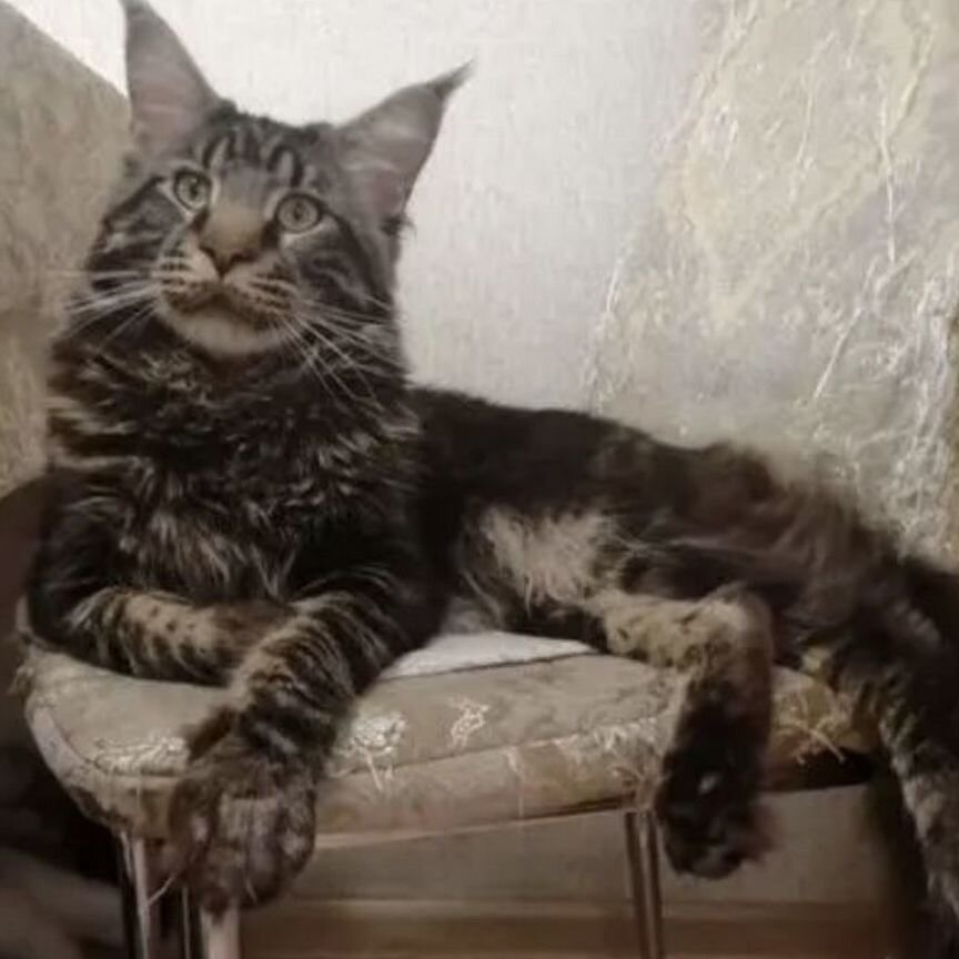 Мейн-кун котёнок