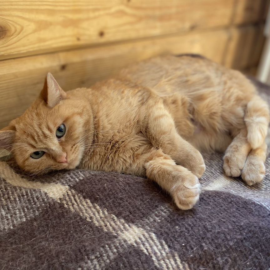 Кошка
