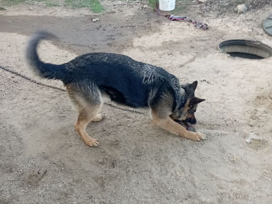 Отдам в хорошие руки собаку