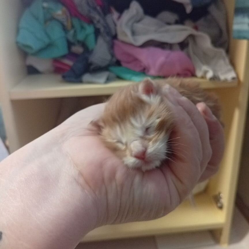 Котята мейнкуна