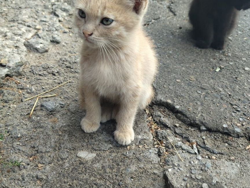 Котята в добрые руки даром