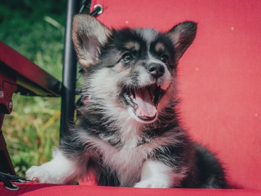 Девочка вельш корги пемброк