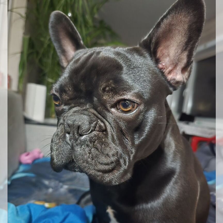 Французский бульдог кабель вязка