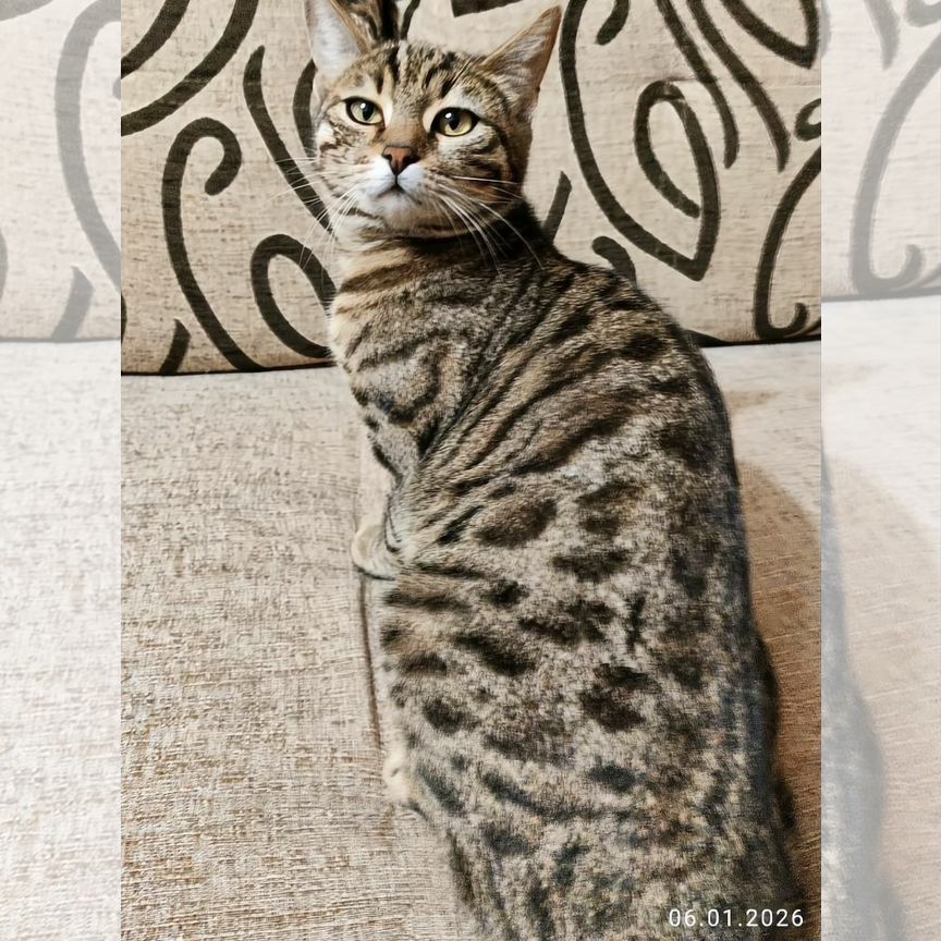 Котёнок в добрые руки