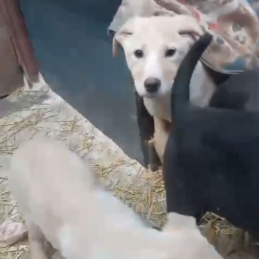 Отдам щенков В добрые руки (дворняги)