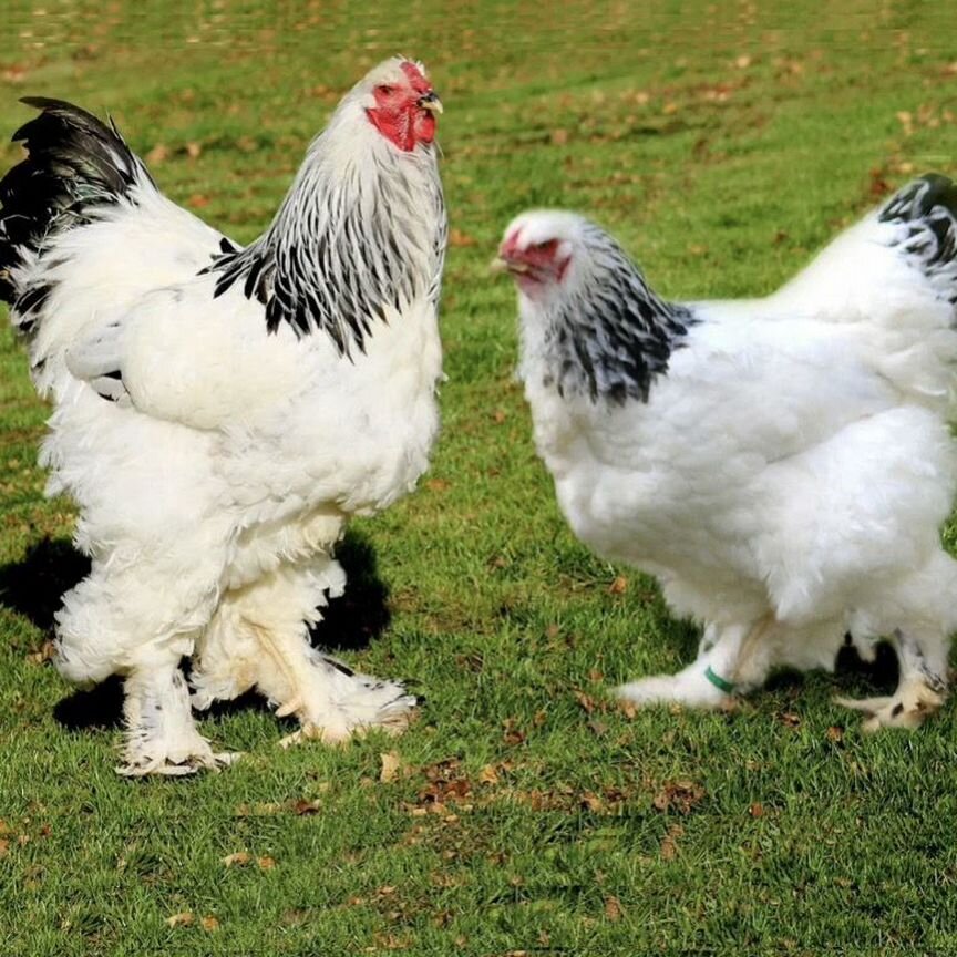 Петух брама