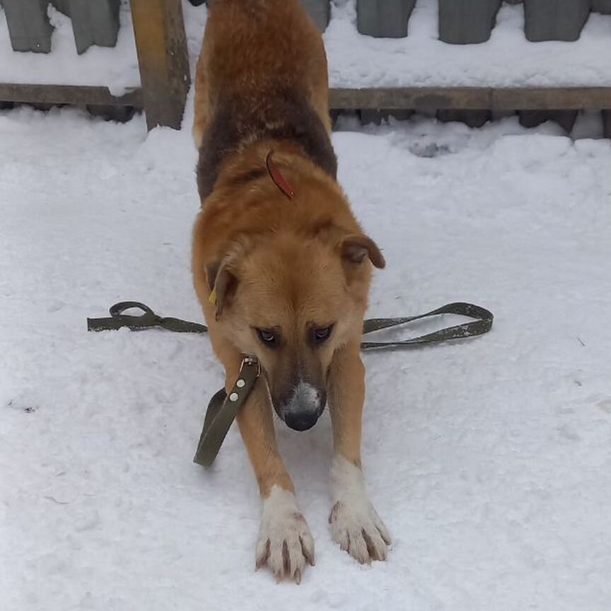 Взрослый пёс в добрые руки