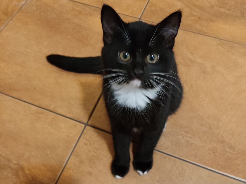 Котята в добрые руки бесплатно