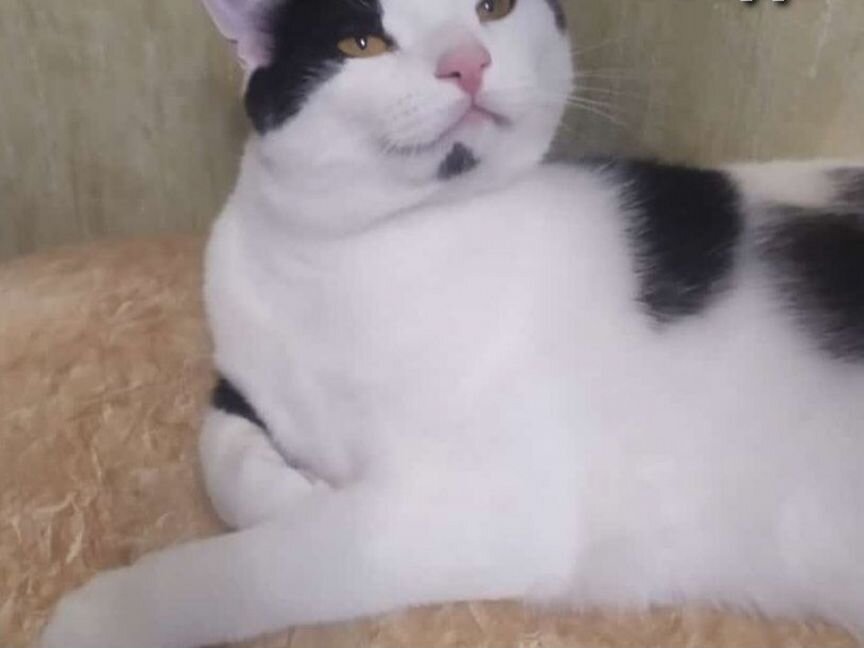 Кошки в добрые руки бесплатно