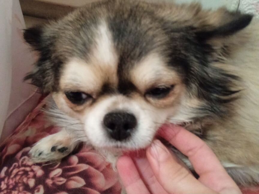 Чихуахуа ищет жениха