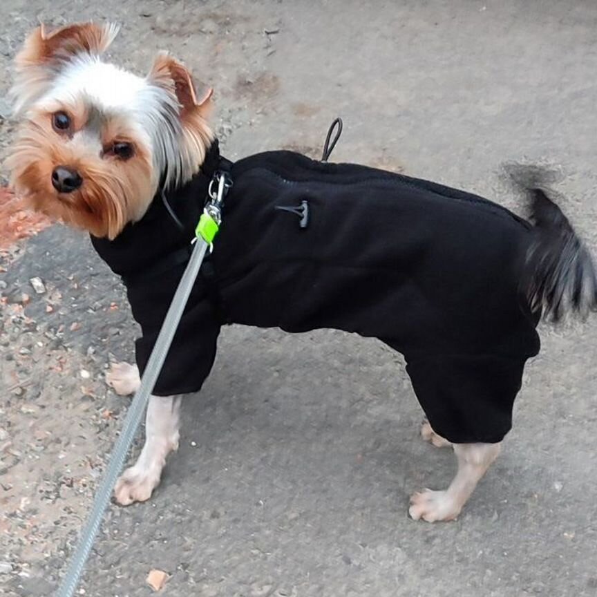 Йоркширский терьер, взрослый пёс