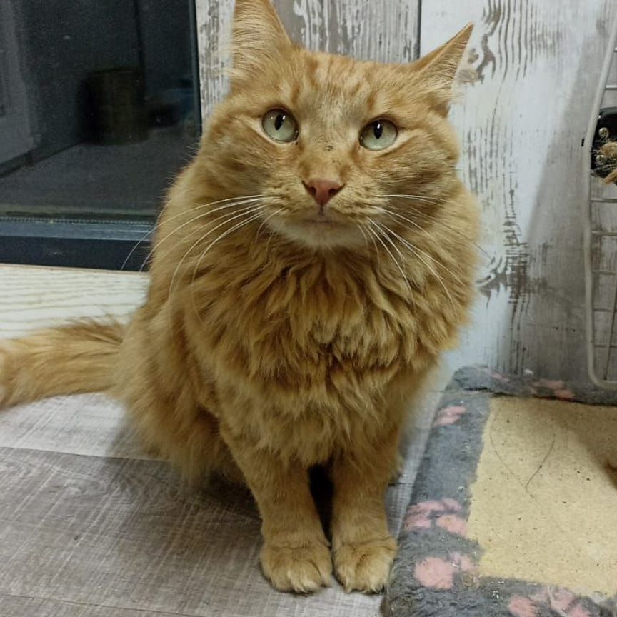 Рыжий котик в добрые руки