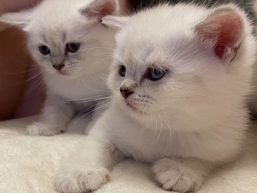 Шотландские прямоухие котята