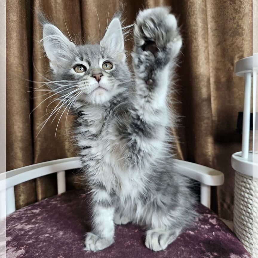 Мейн-кун котёнок