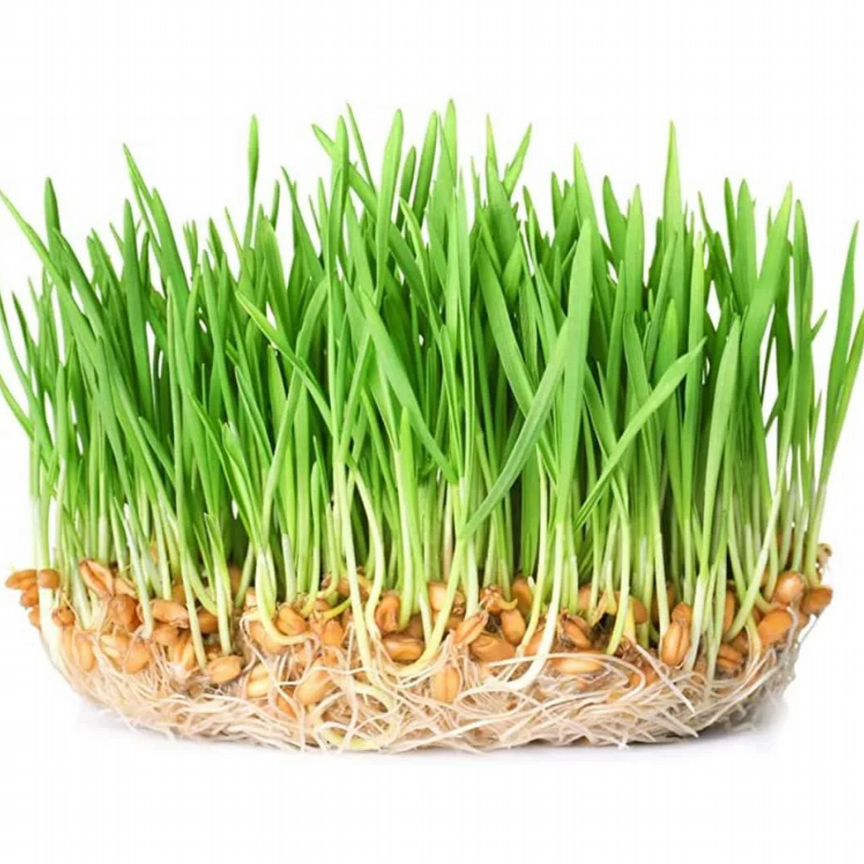 Пророщенная пшеница, трава для животных