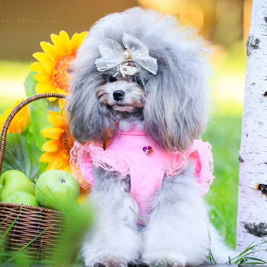 Той-пудель, взрослая собака