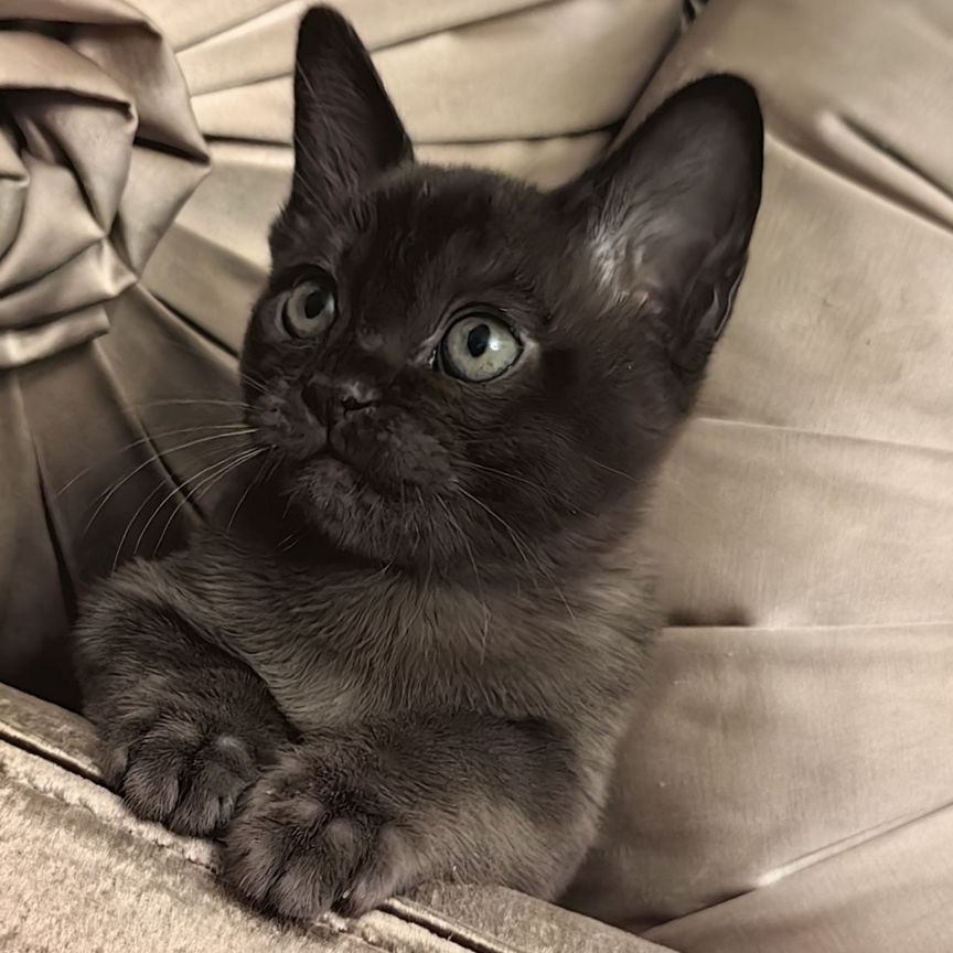 Европейский бурманский котёнок