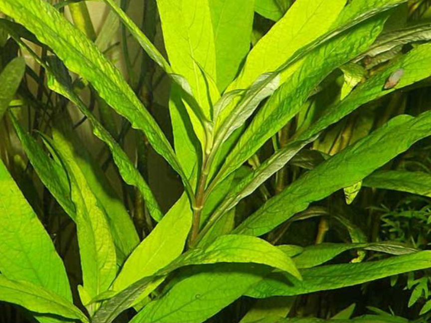 Аквариумная прополка