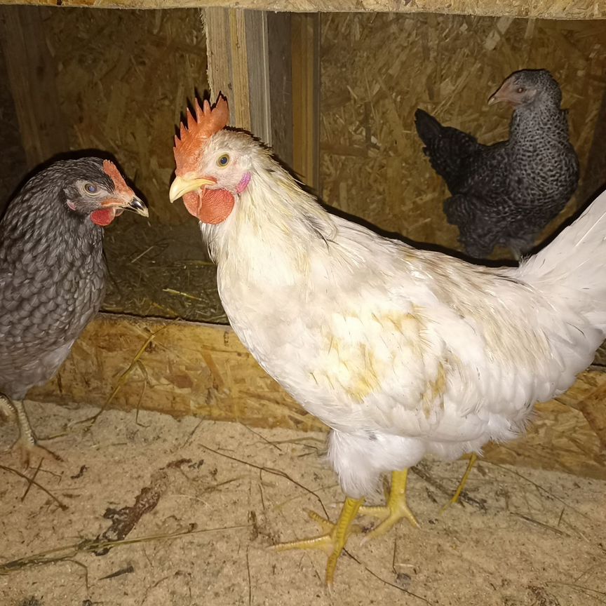 Куры молодки