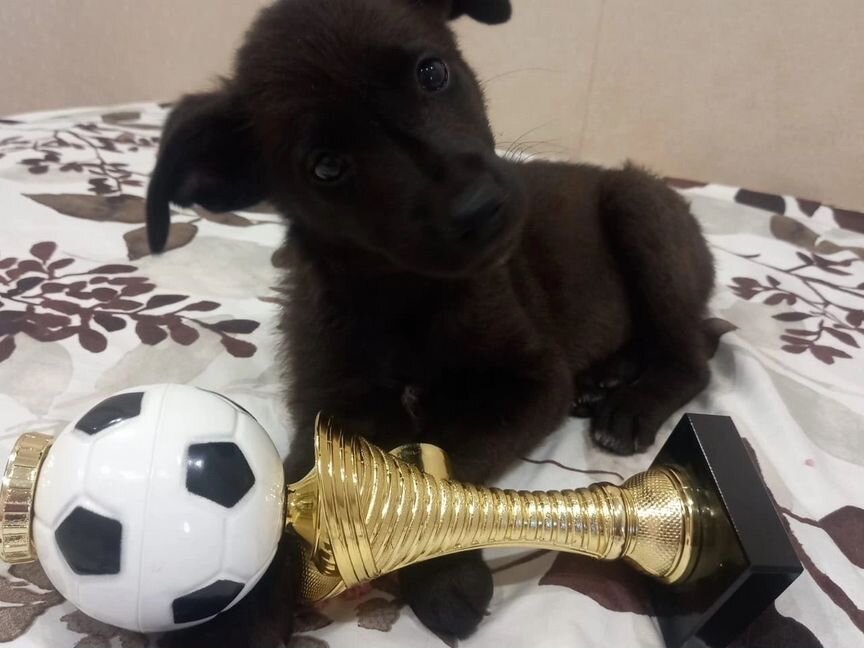 Щенок в добрые руки