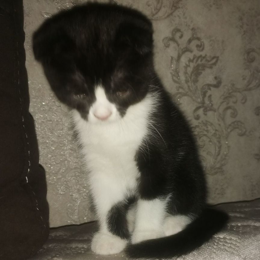 Британский короткошёрстный котёнок