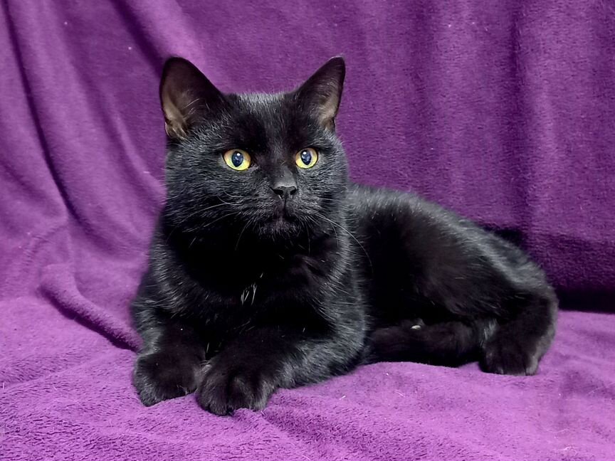 Котик Бильбо