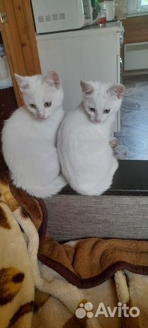 Отдам котенка девочку в дар