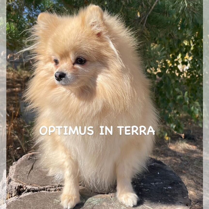 Красавица помераночка