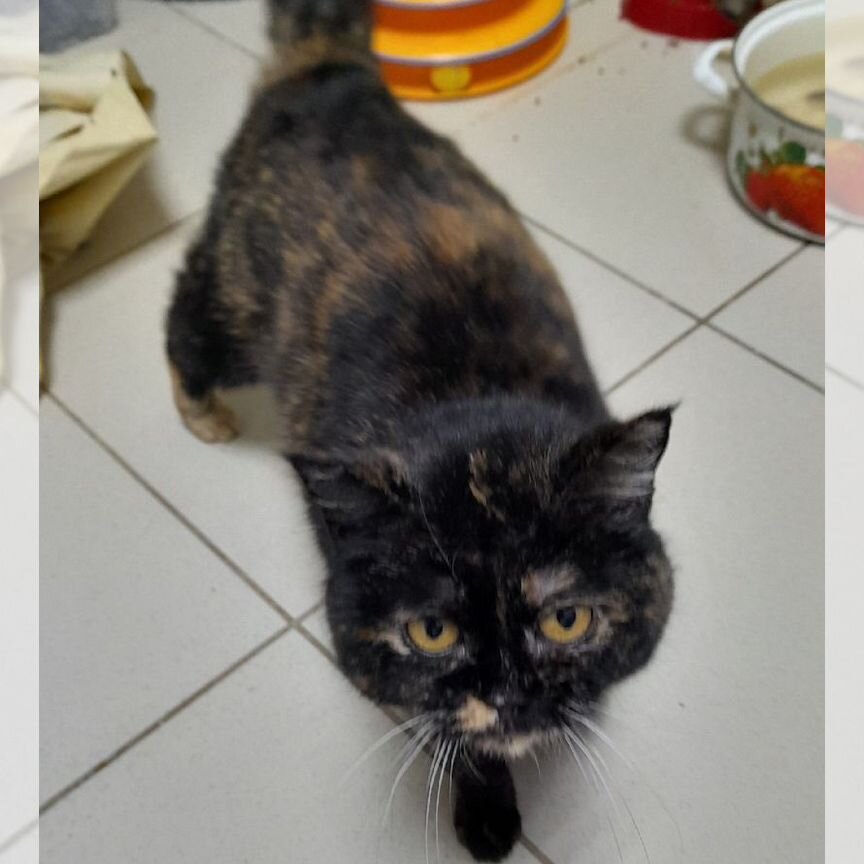 Взрослая, кошка в добрые руки