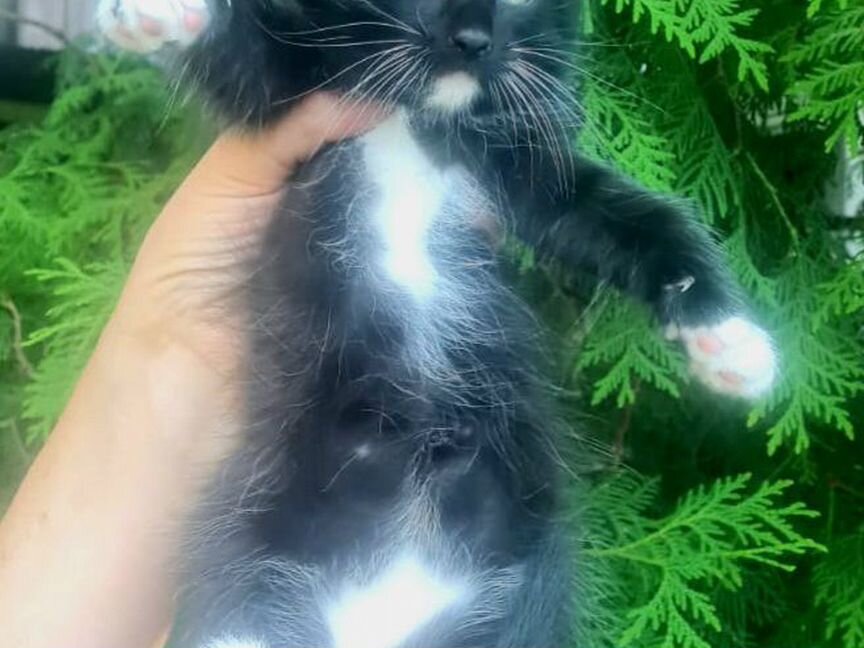 Космические котята