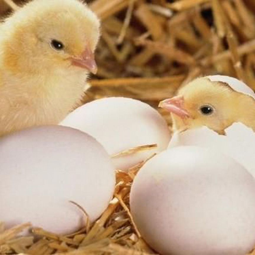 Куры и цыплята