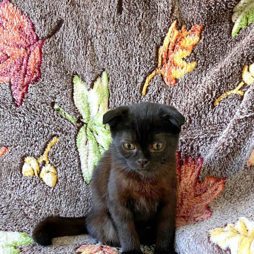 Котенок шотландец в дар