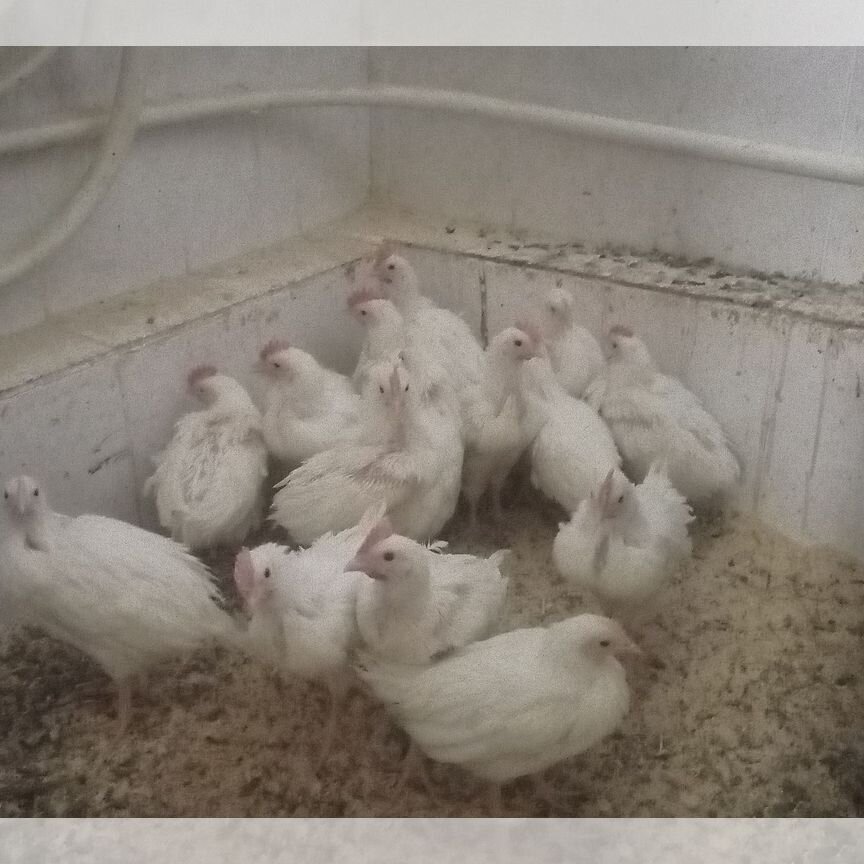 Молодые курочки несушки