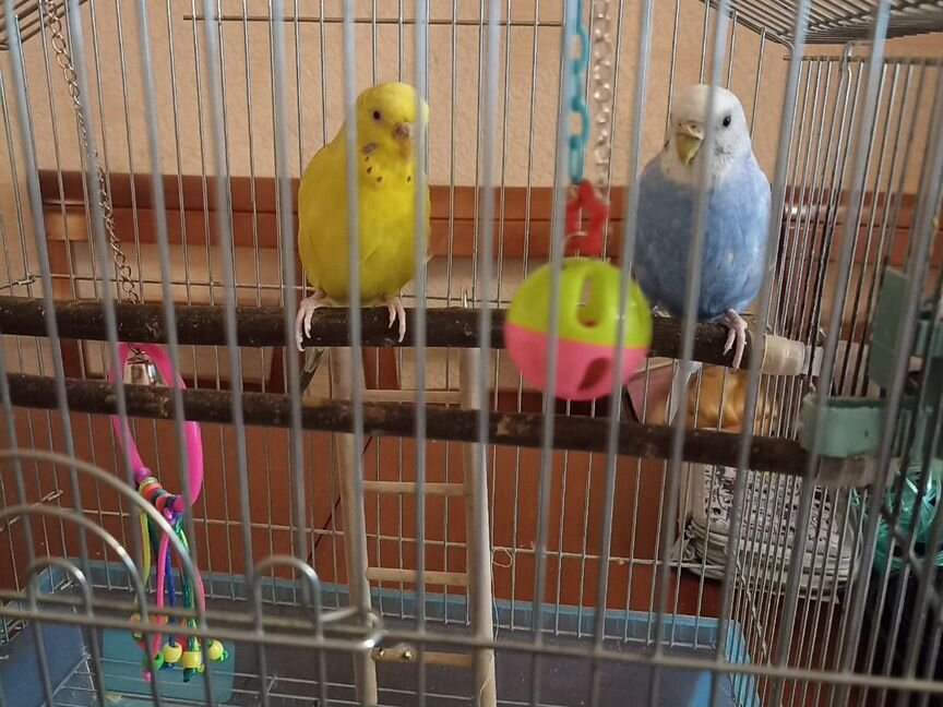 Волнистый попугай с клеткой