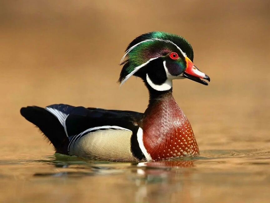 Продам уток самцы