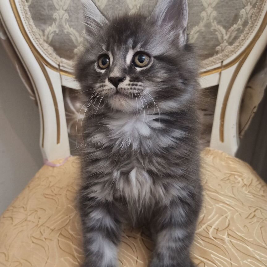 Мейн-кун кот