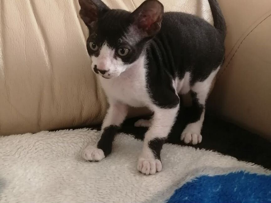 Котята сфинкс браш
